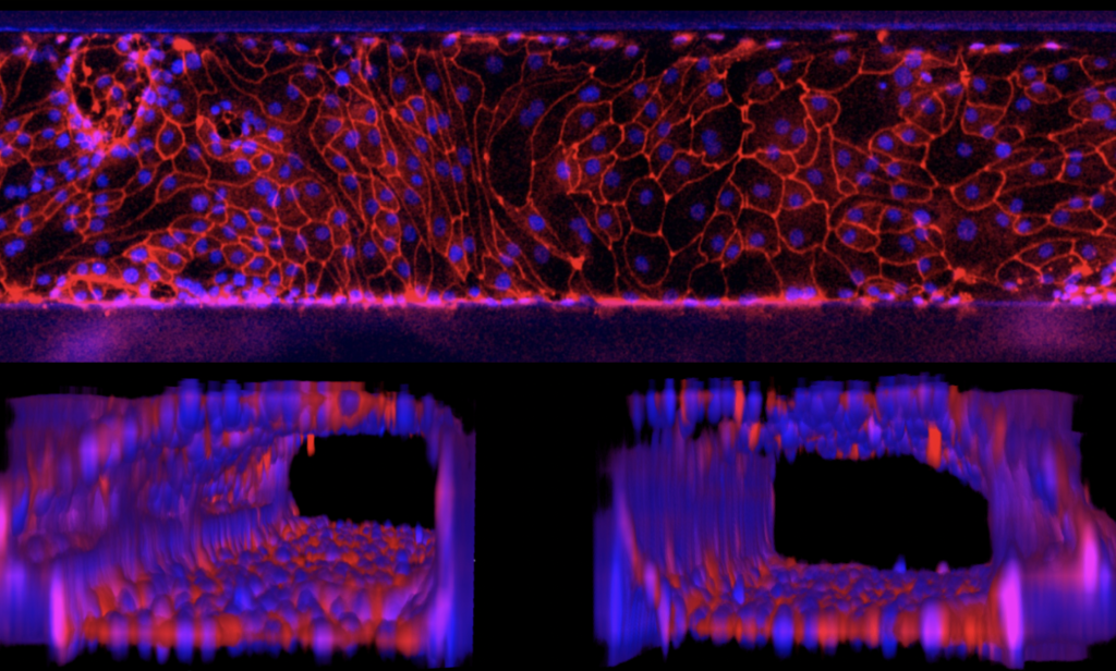 HUB and MIMETAS to develop and market “organoids-on-a-chip” - HUB Organoids