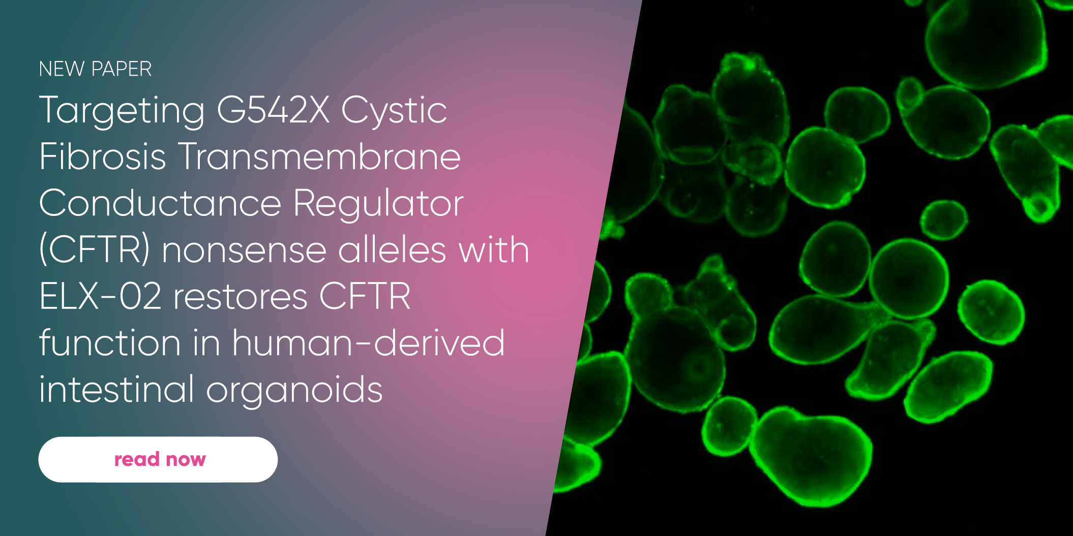 Resources Archive | HUB Organoids