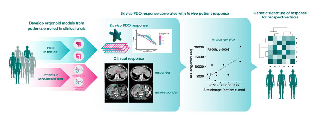 HUB Organoids | Clinical Trial in a Dish | predict patient response in ...